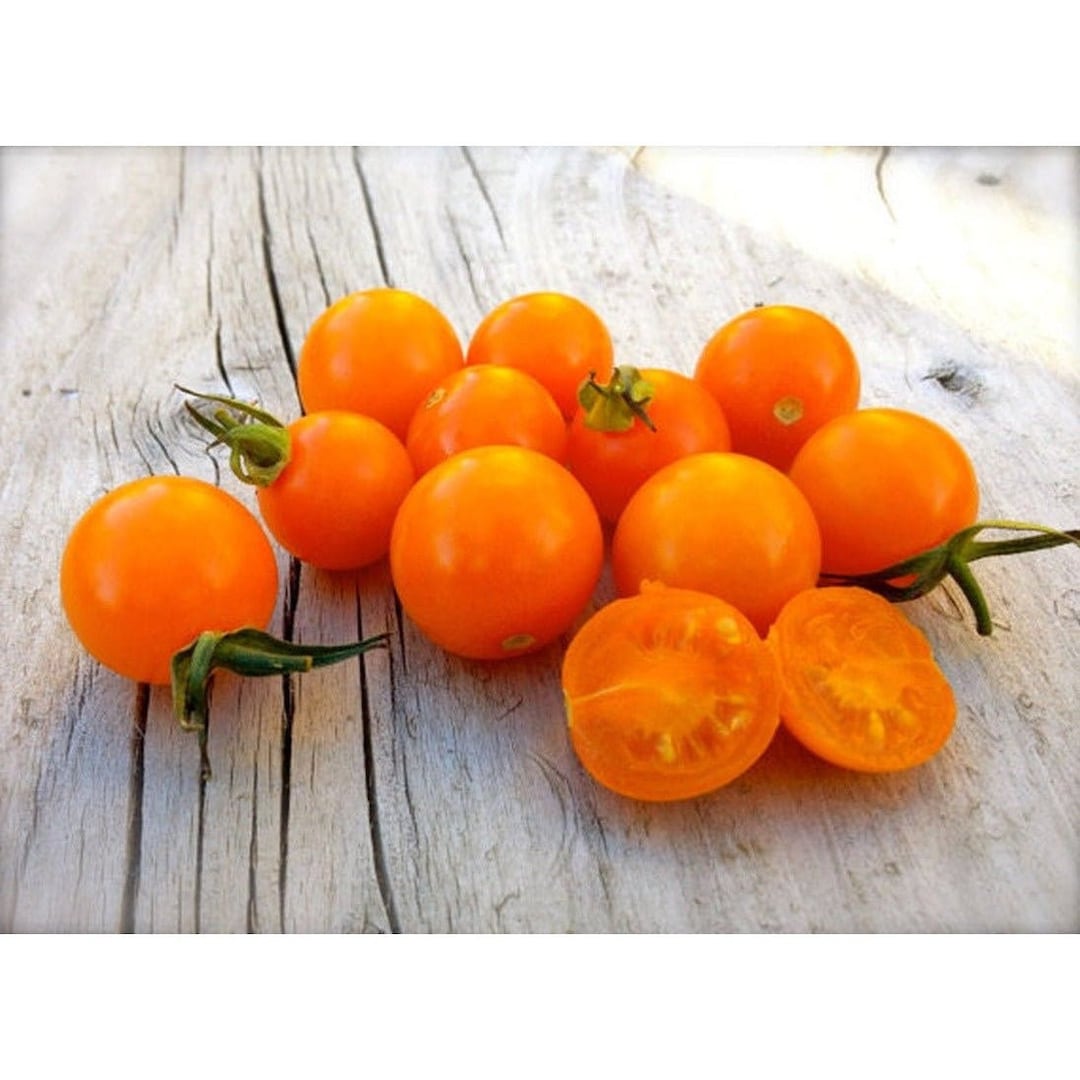 Sungold Select Tomato Seeds - Etsy