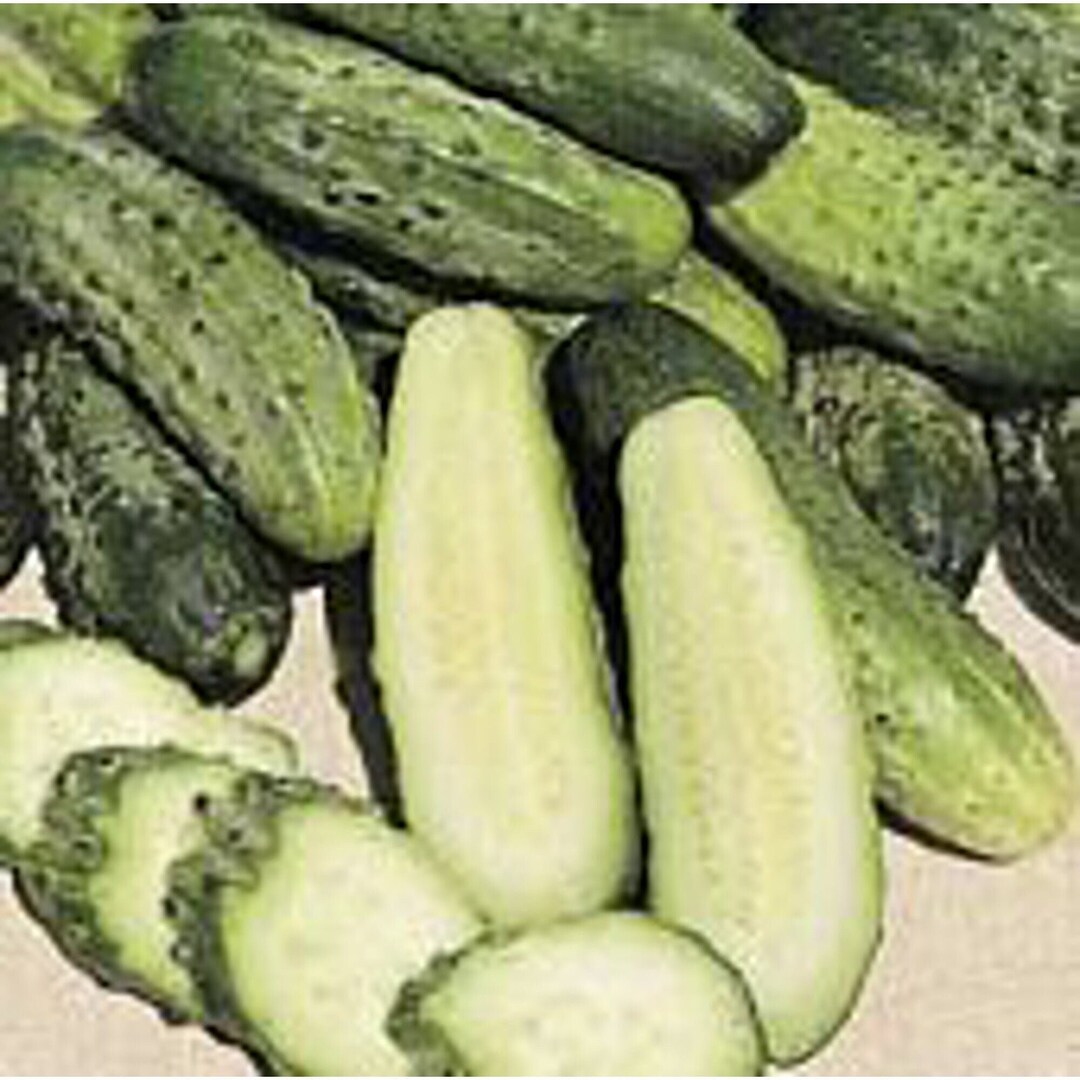 Miss Pickler Cucumbers Seeds - Etsy