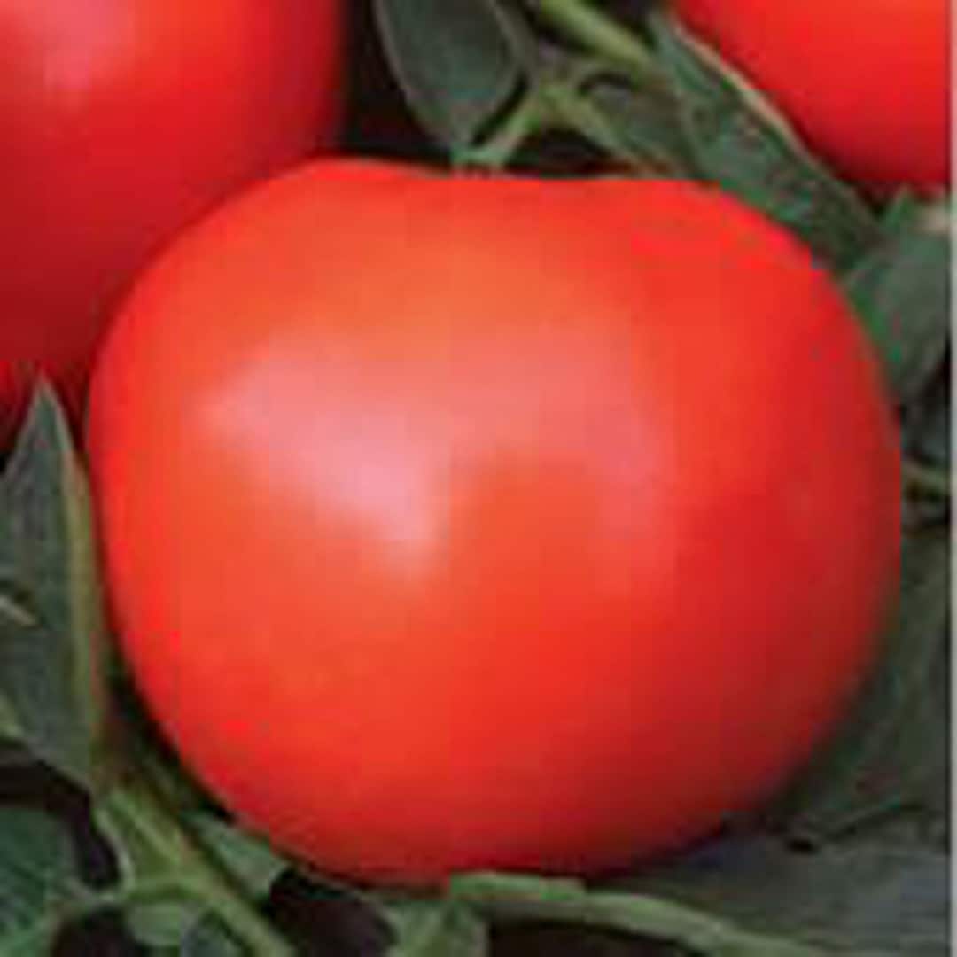 Phoenix Tomato Seeds - Etsy