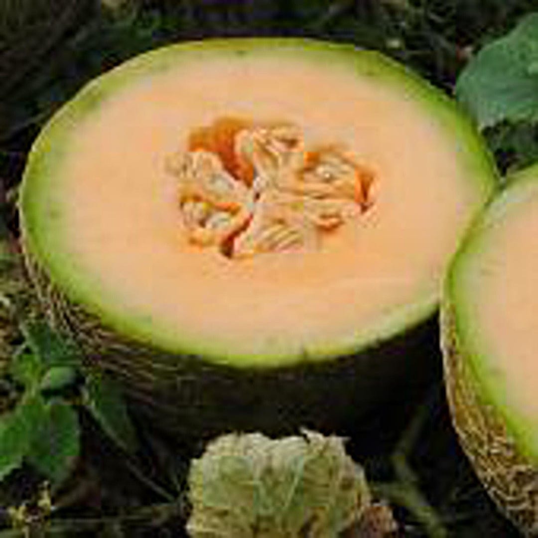Edisto 47 Melons Seeds - Etsy