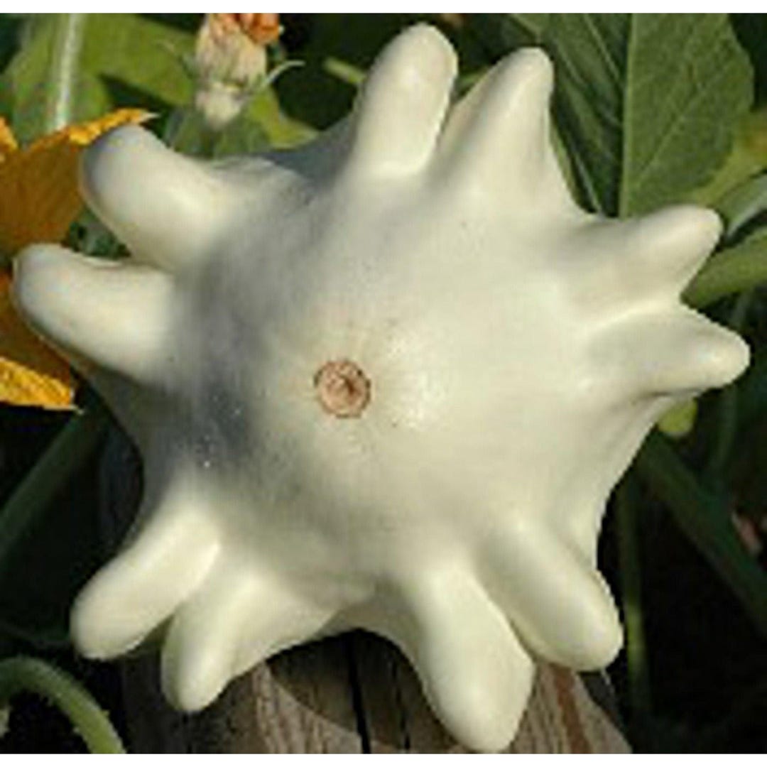 Yugoslavian Finger Fruit Squash Seeds - Etsy