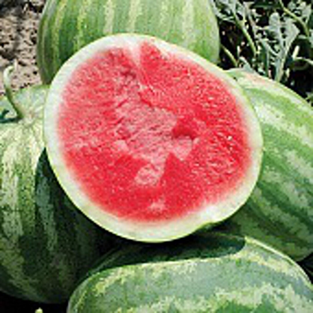 Red Rock Watermelons Seedless Seeds - Etsy