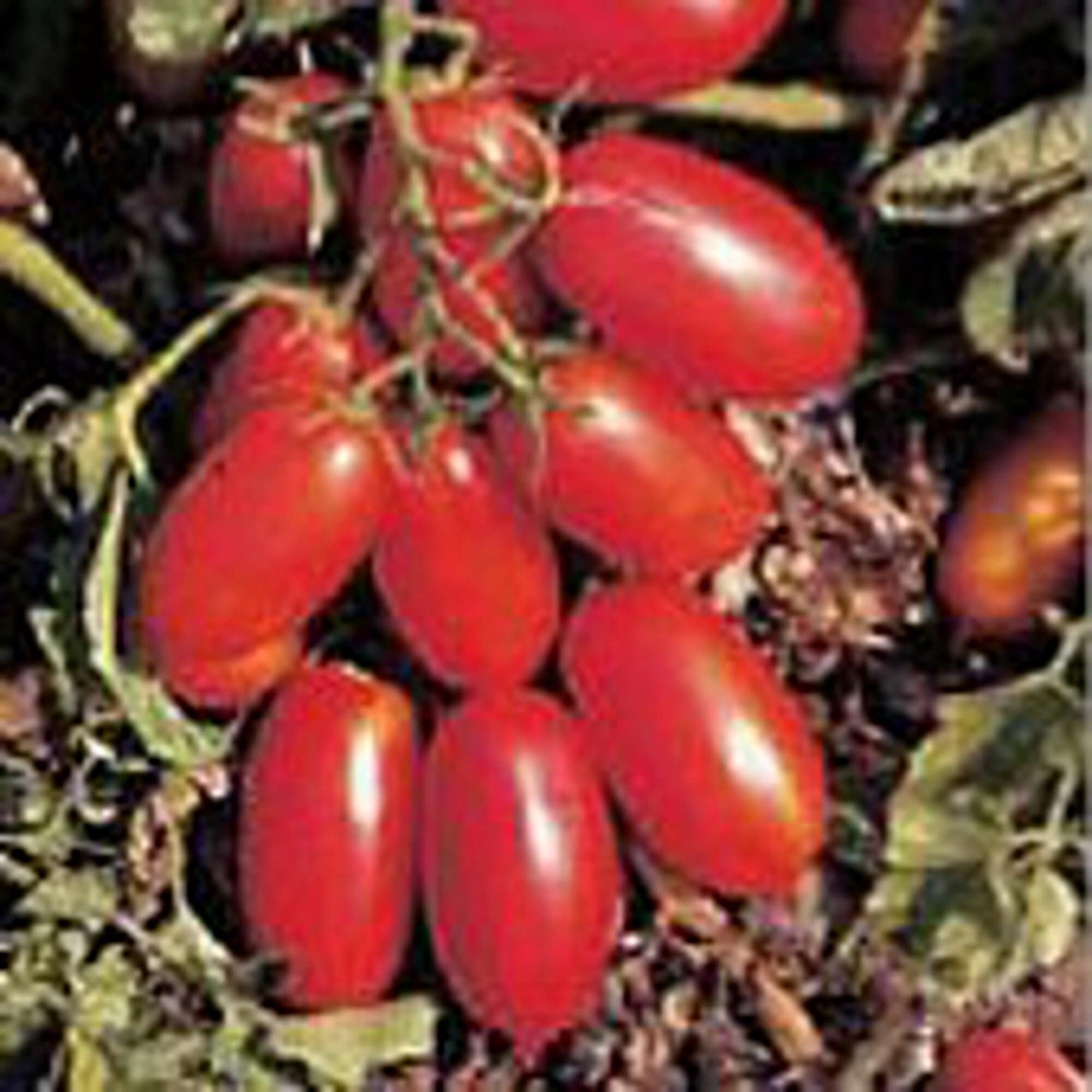 San Marzano Nano Tomato Seeds - Etsy