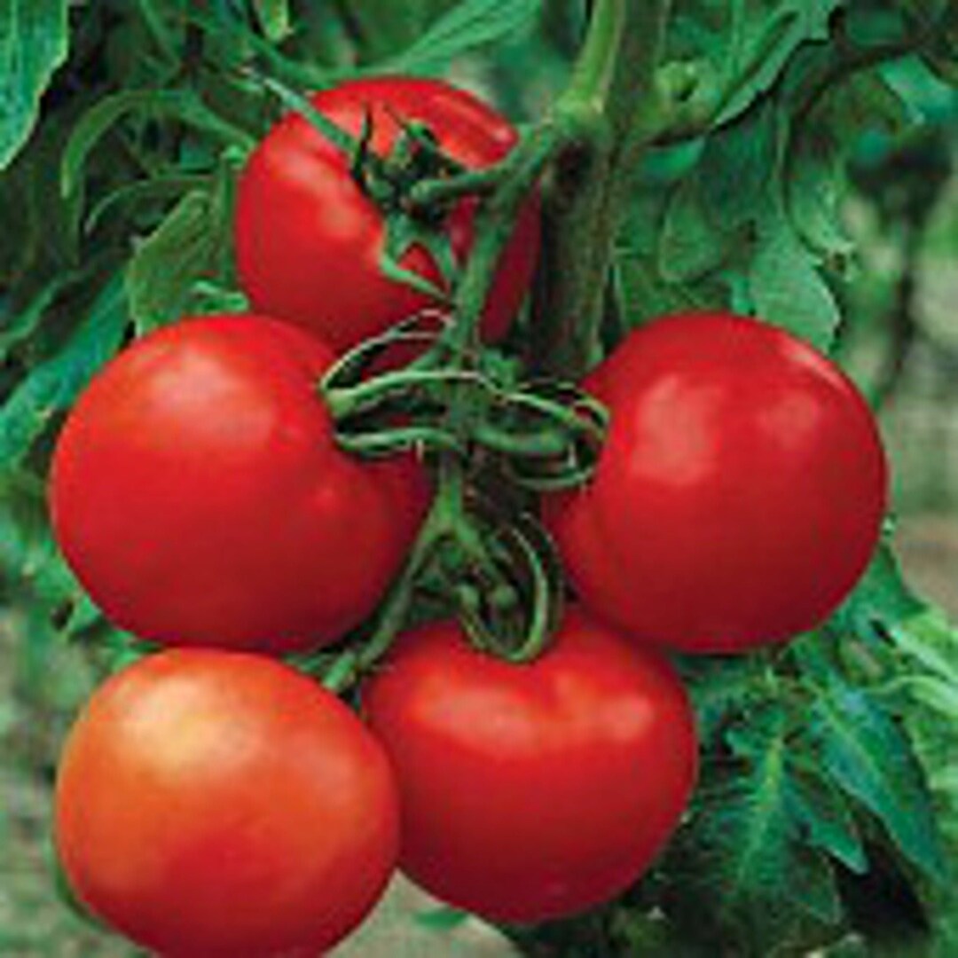 Cobra Tomato Seeds - Etsy