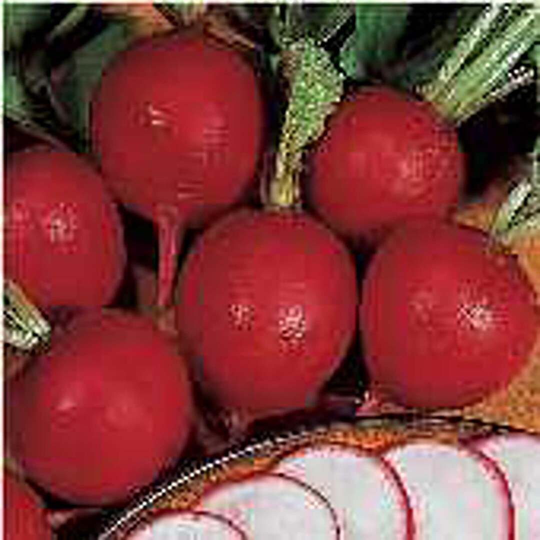 Parat German Giant Radishes Seeds - Etsy