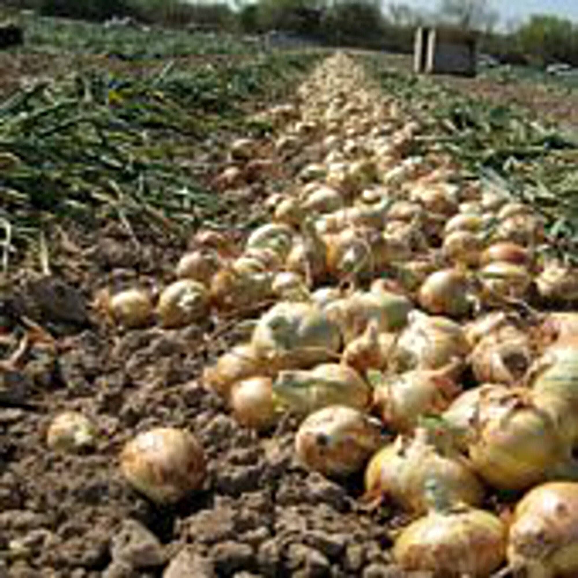 Texas Grano 1015Y Onions Seeds - Etsy