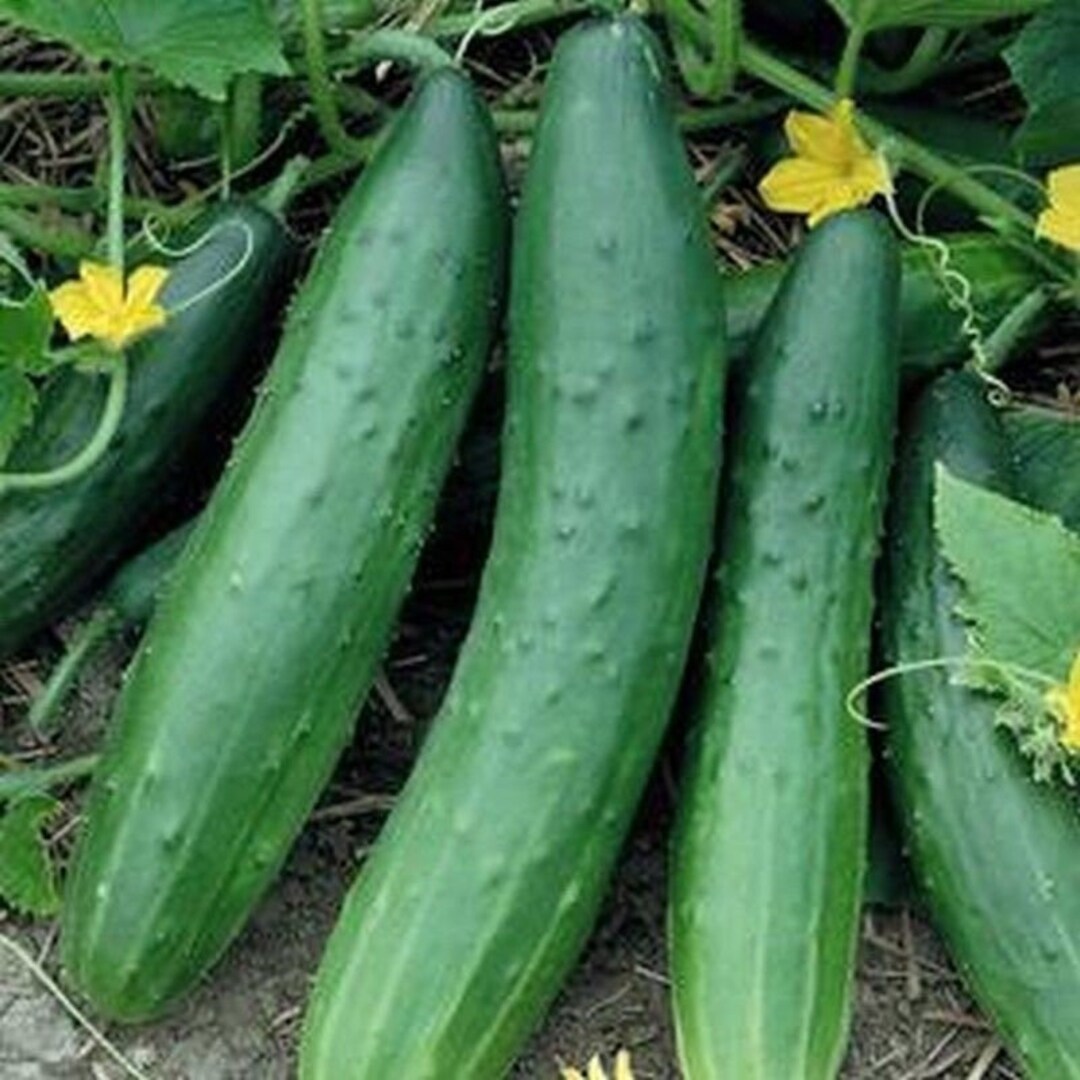 Garden Sweet F1 Hybrid Cucumber Seeds - Etsy