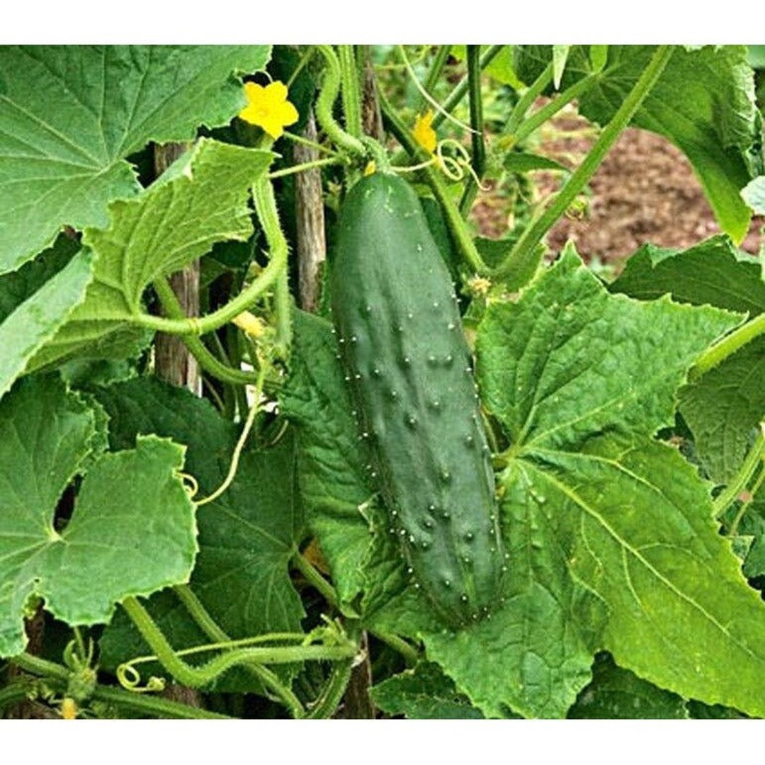 Spacemaster Bush Cucumber - Etsy