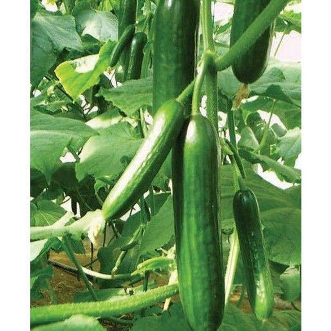 Muncher Cucumber Seeds - Etsy