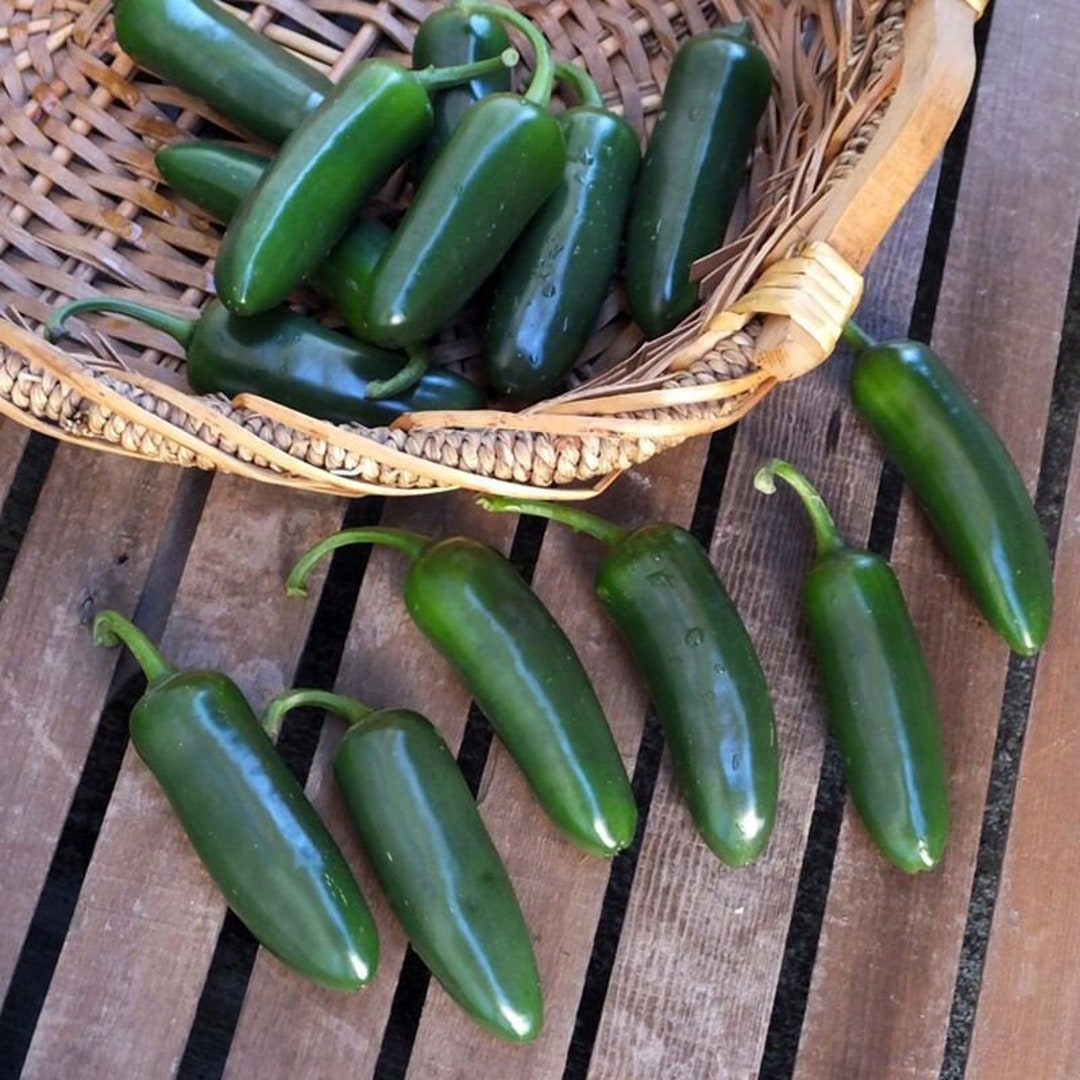 Compadre F1 Hybrid Hot Jalapeno Pepper Seeds - Etsy