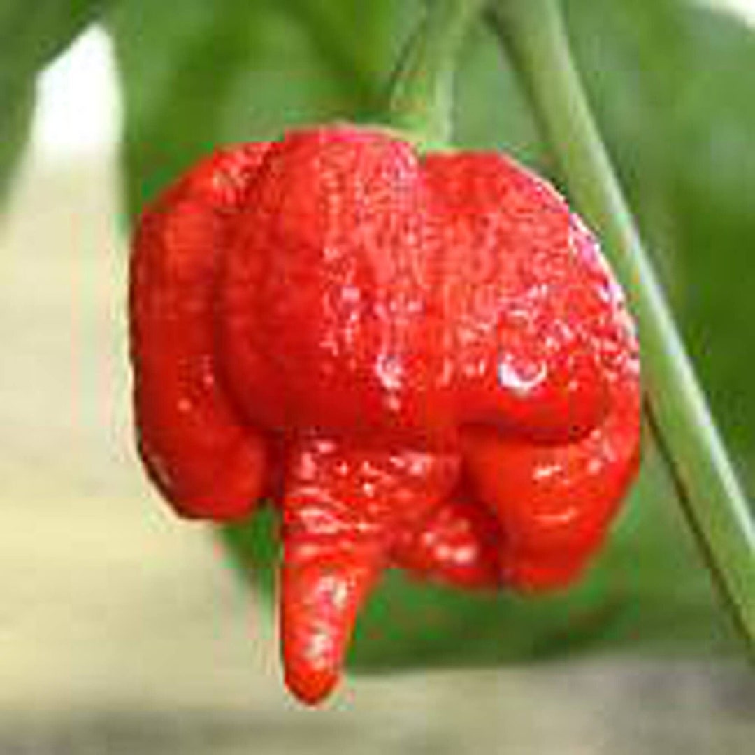Trinidad Moruga Scorpion Hot Peppers (red) Seeds - Etsy