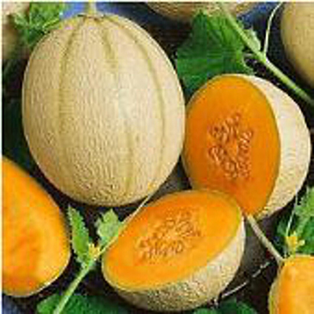 Hale's Best 36 Melons Seeds - Etsy