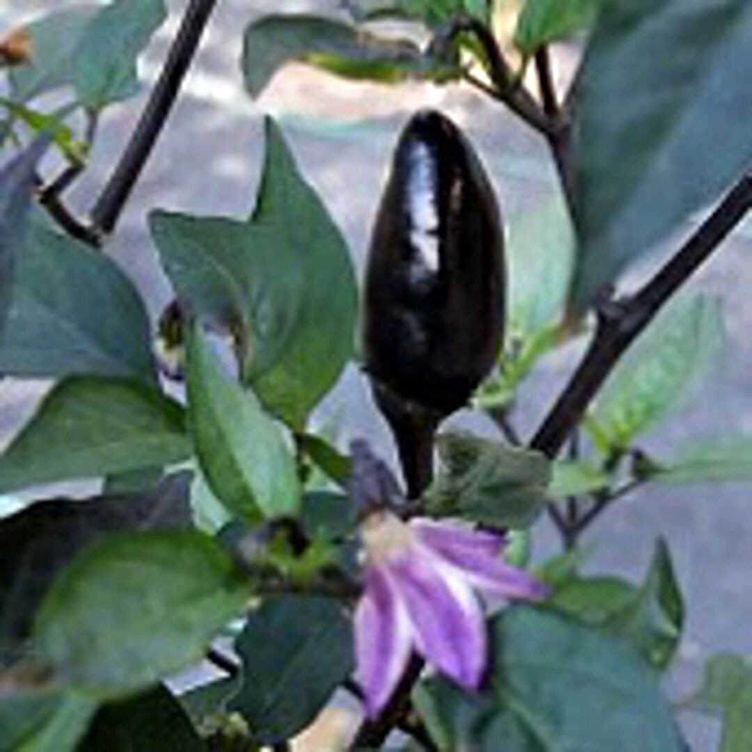 Peruvian Purple Hot Peppers Seeds - Etsy