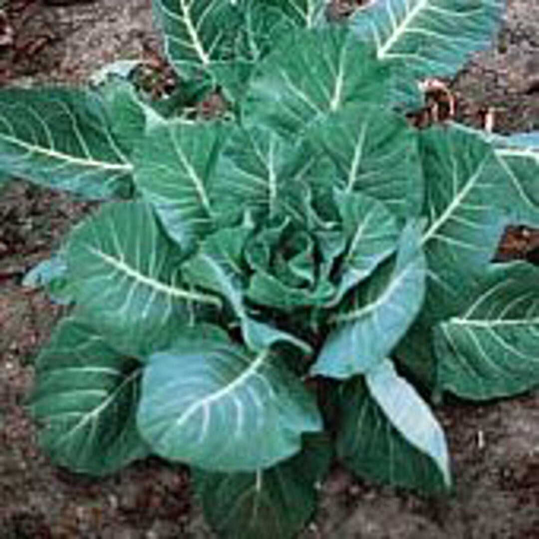 Georgia Southern Collards Seeds - Etsy