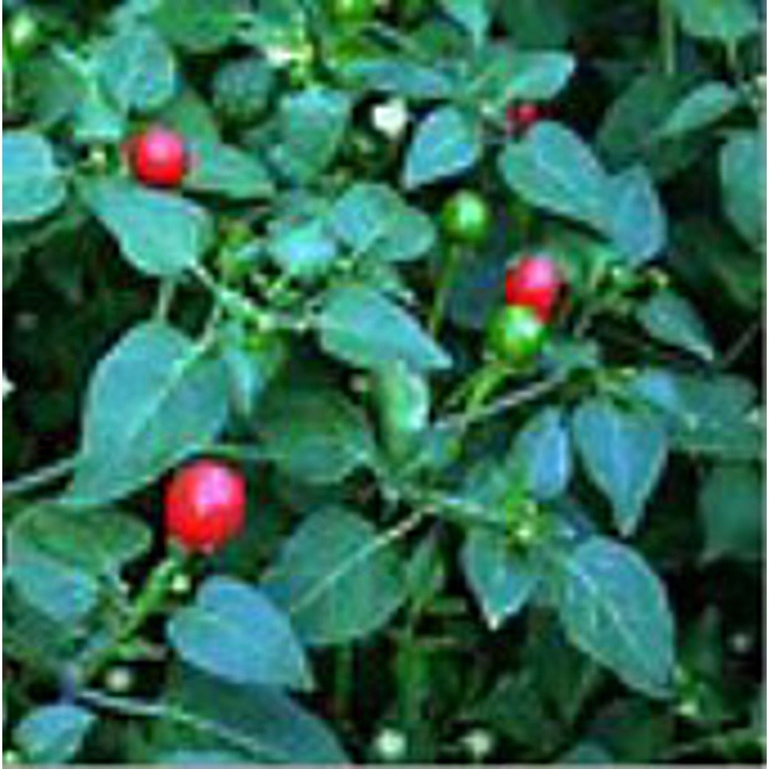 Bird's Eye Hot Peppers (strain 3) Seeds - Etsy