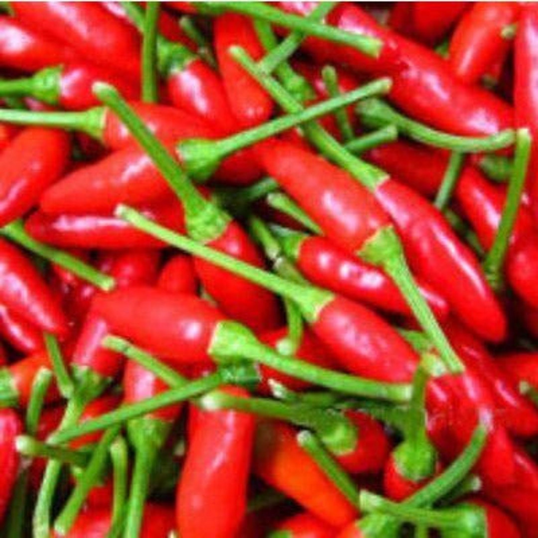 Small Red Chili Peppers Seeds - Etsy