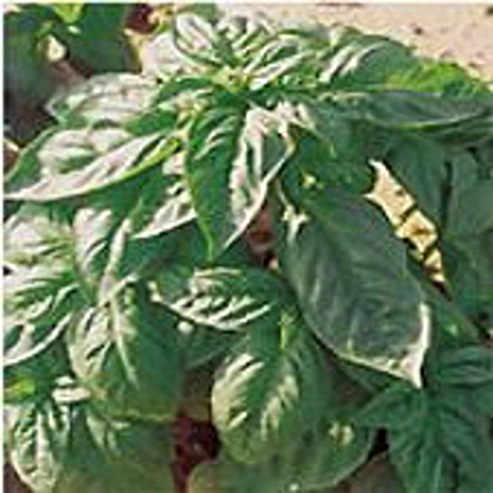 Nufar Basil Seeds - Etsy