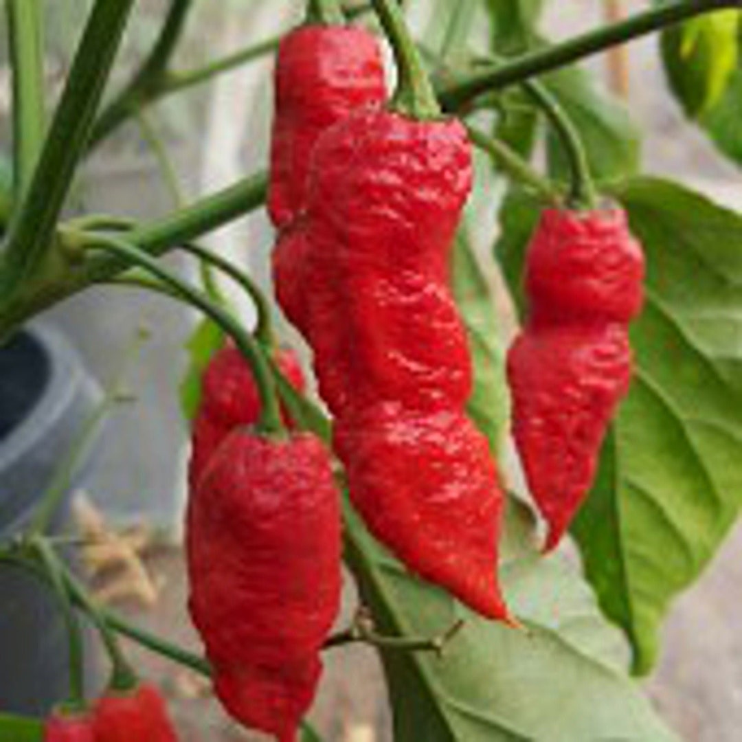 Bengal Naga Hot Peppers Seeds - Etsy