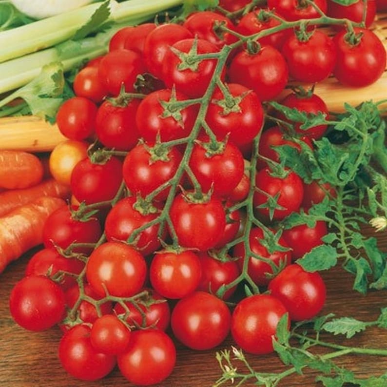 Ciliegino Tomato Seeds - Etsy