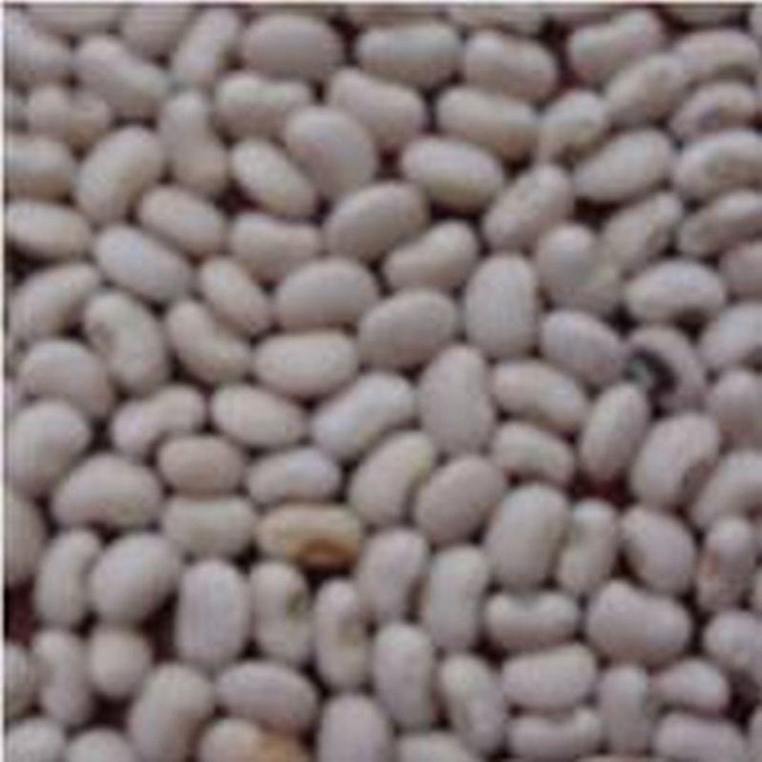 Elite (cream) Pea Seeds - Etsy