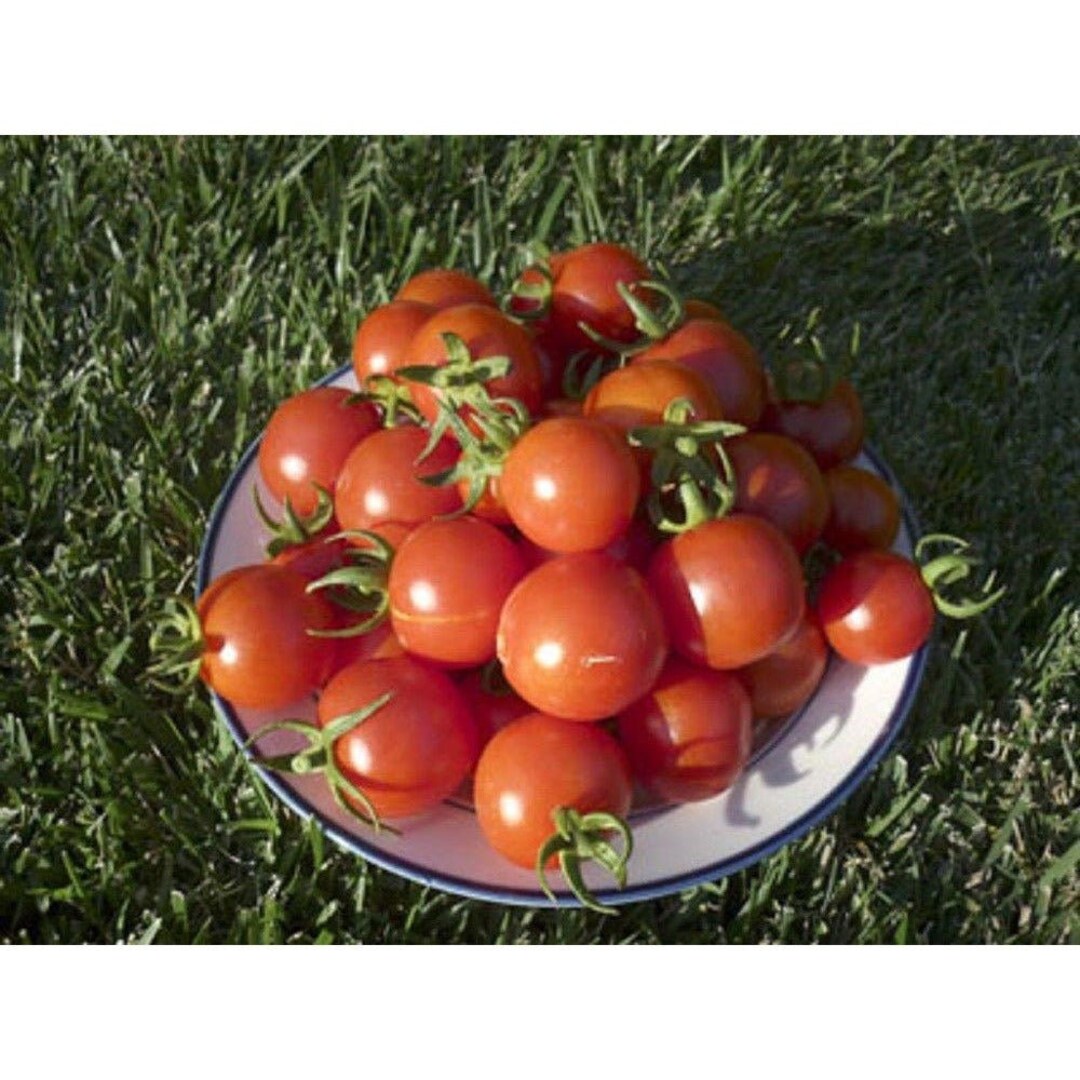 Fox Tomato Seeds - Etsy