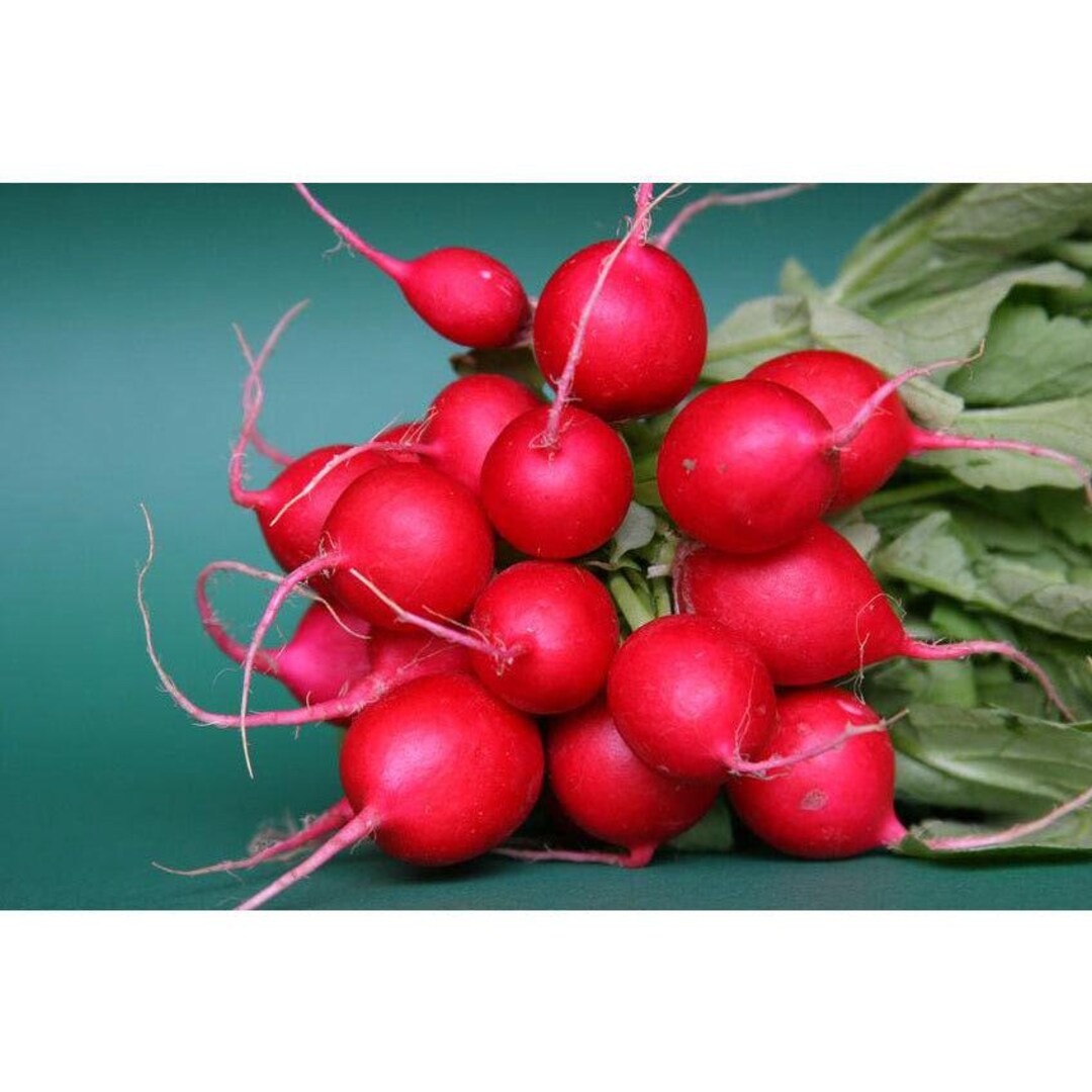 Radish "cherry Belle" Seeds - Etsy