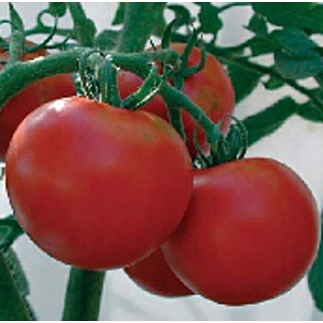 Rutgers Improved Tomato Seeds - Etsy