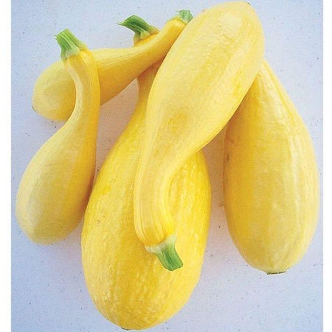 Daisy Mae F1 Hybrid Squash Seeds - Etsy