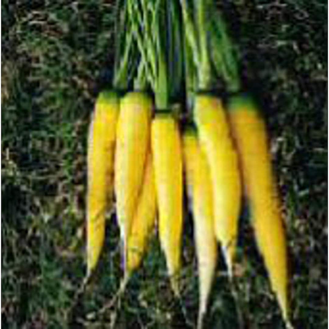 Yellowstone Carrots Seeds - Etsy