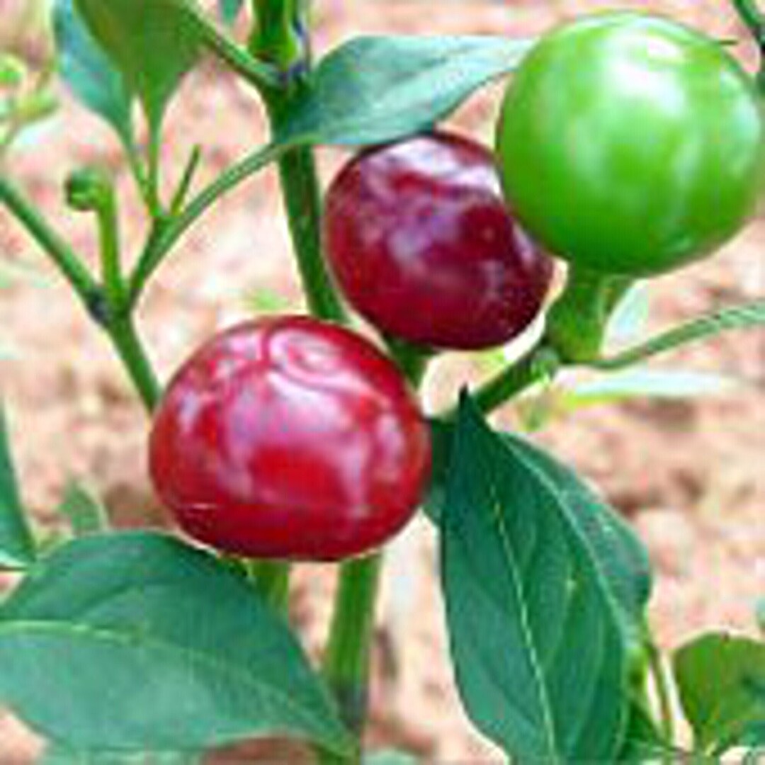 Chile Bolito Hot Peppers Seeds - Etsy