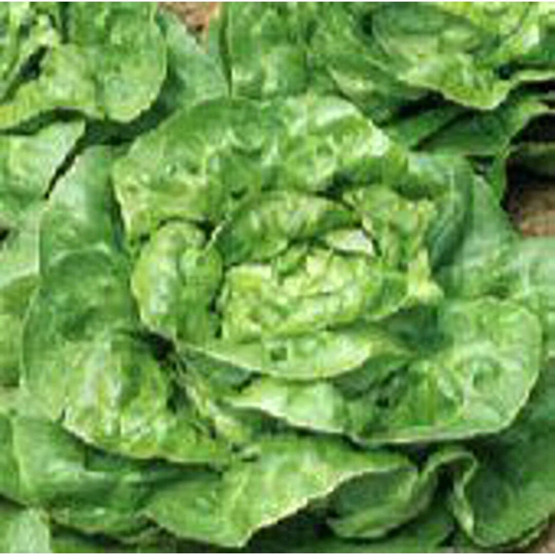 All Year Round Lettuce Seeds - Etsy