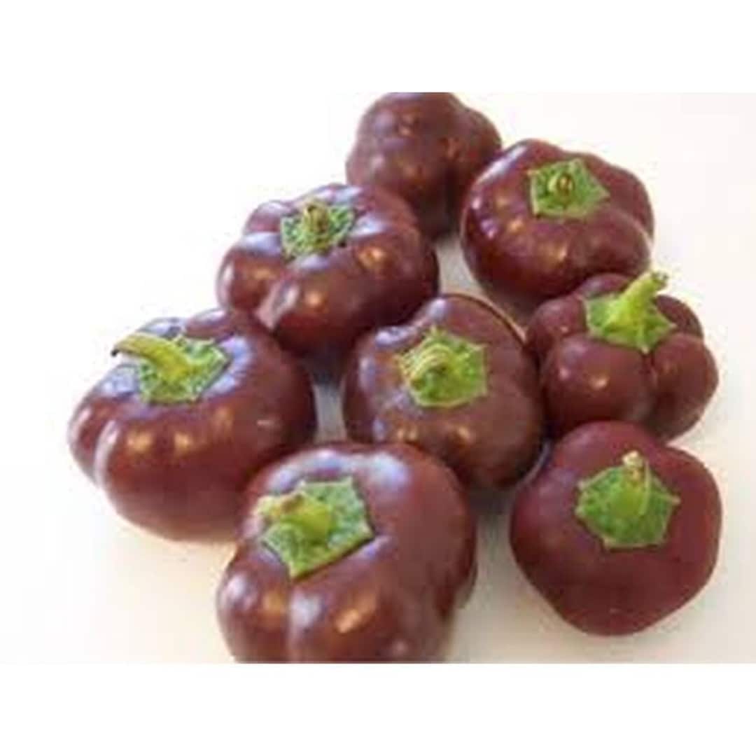 Mini Chocolate Bell Pepper Seeds - Etsy