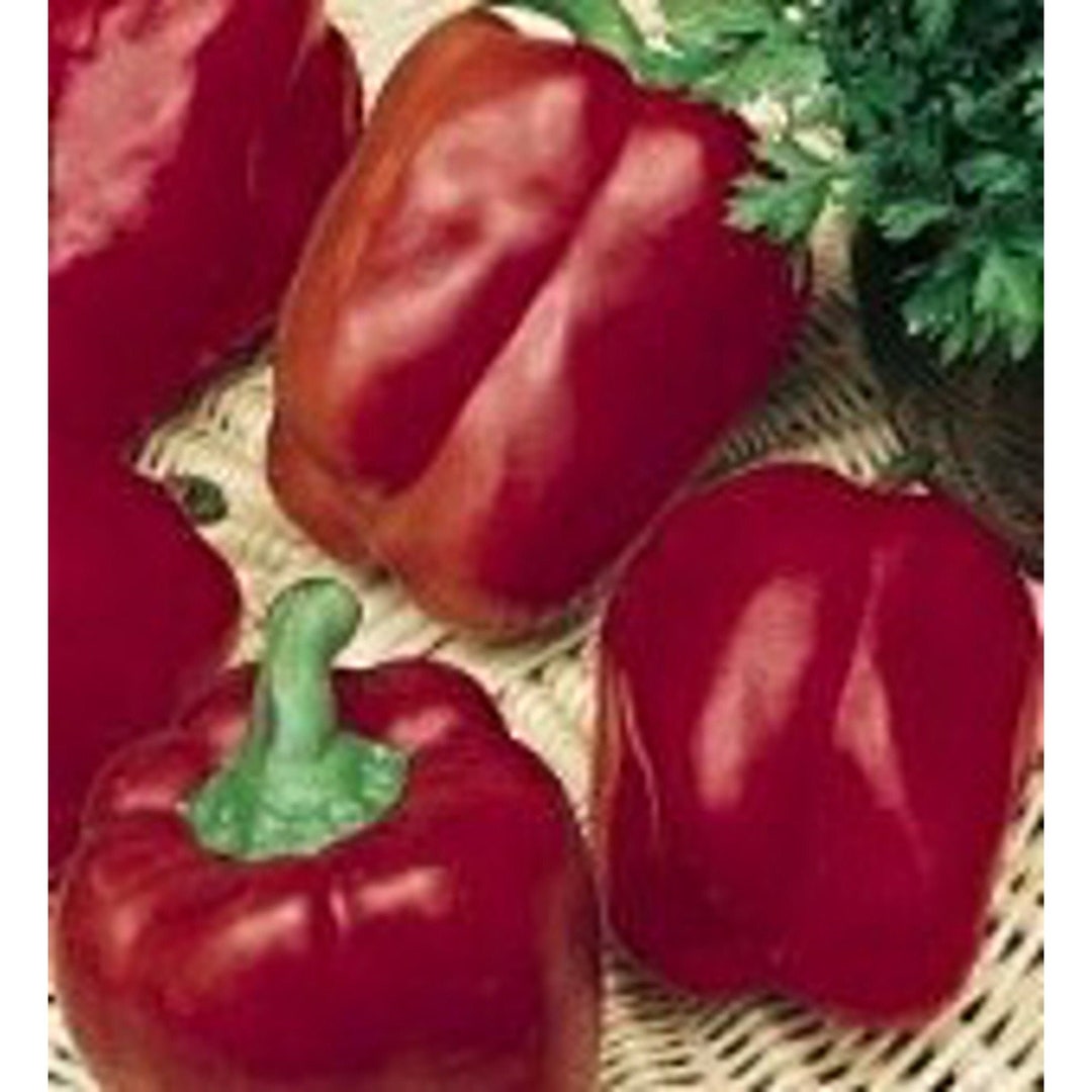 Red Beauty Sweet Peppers Seeds - Etsy