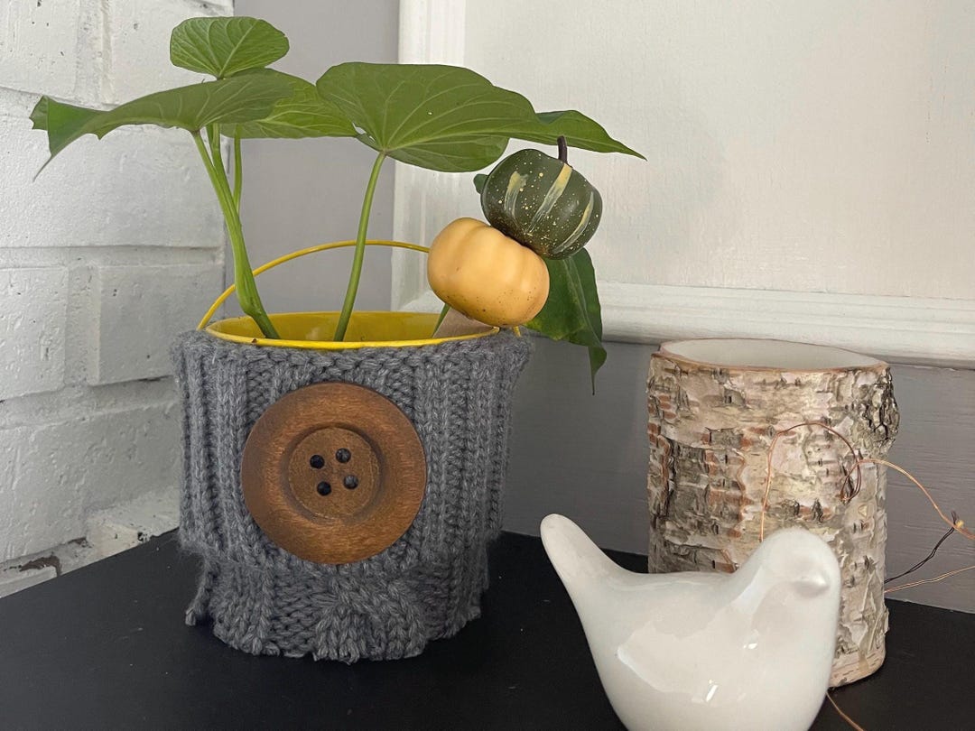 Cozy Planter Pot & Live Plant, Pathos (neon/variegated) Sweet Potato ...