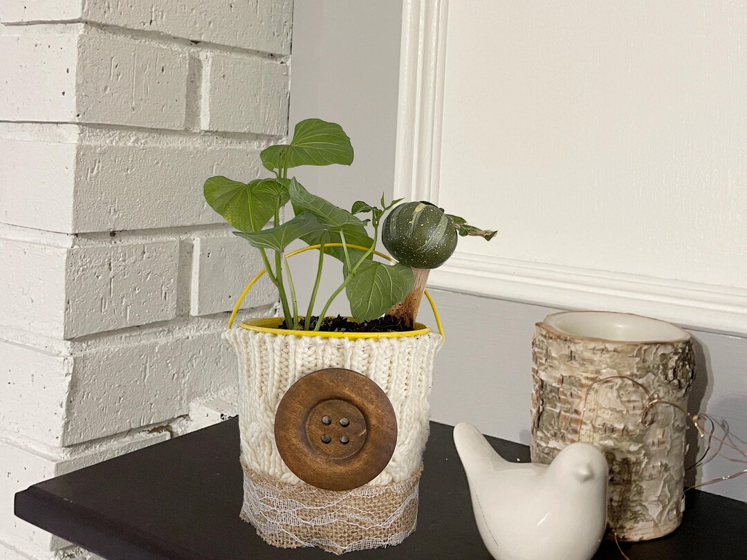 Cozy Planter Pot & Live Plant Choice Pathos neon/variegated Sweet ...