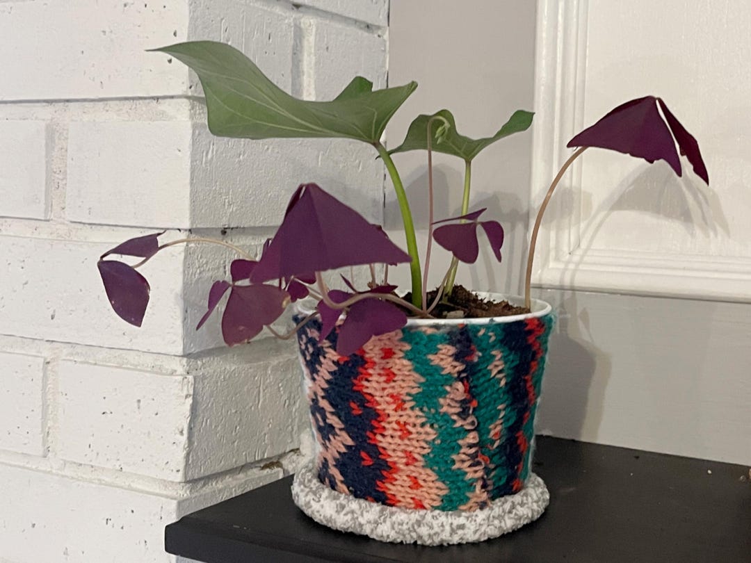 Cozy Planter Pot & Live Plant Choice! Pathos (neon/variegated) Sweet ...