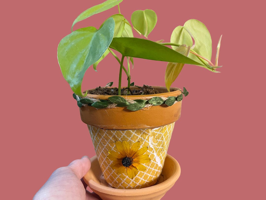 Terracotta Planter Pot With Live Pathos Neon Plant Included, Terracotta ...