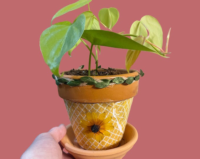 Terracotta Planter Pot With Live Pathos Neon Plant Included, Terracotta ...