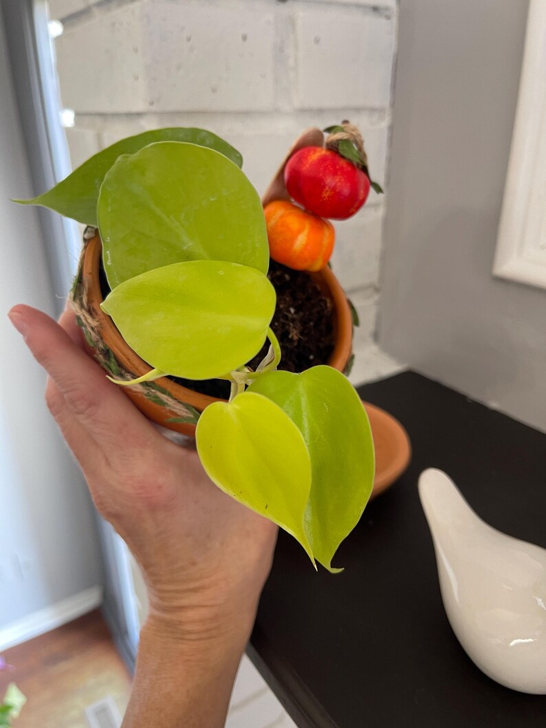 Autumn Planter Pot With Live Pathos Neon Plant, Fall Theme Decor ...
