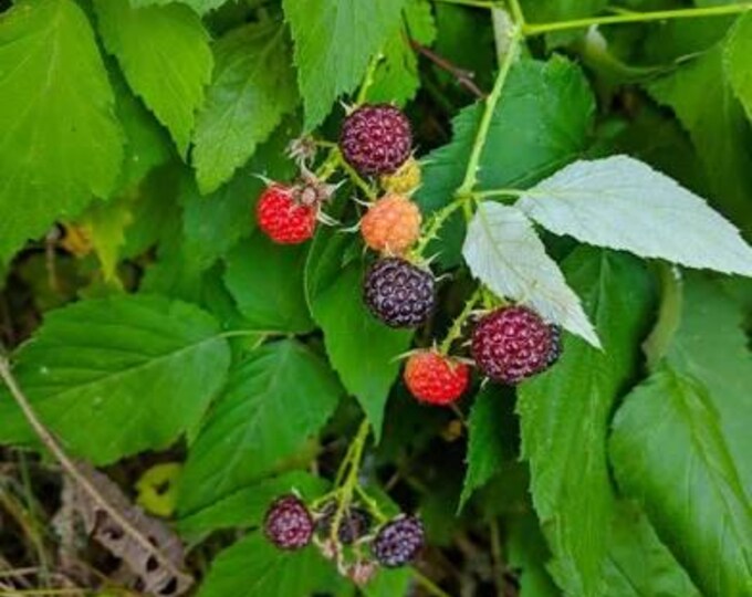 Wild Black Raspberry Canes Live Plant - Etsy