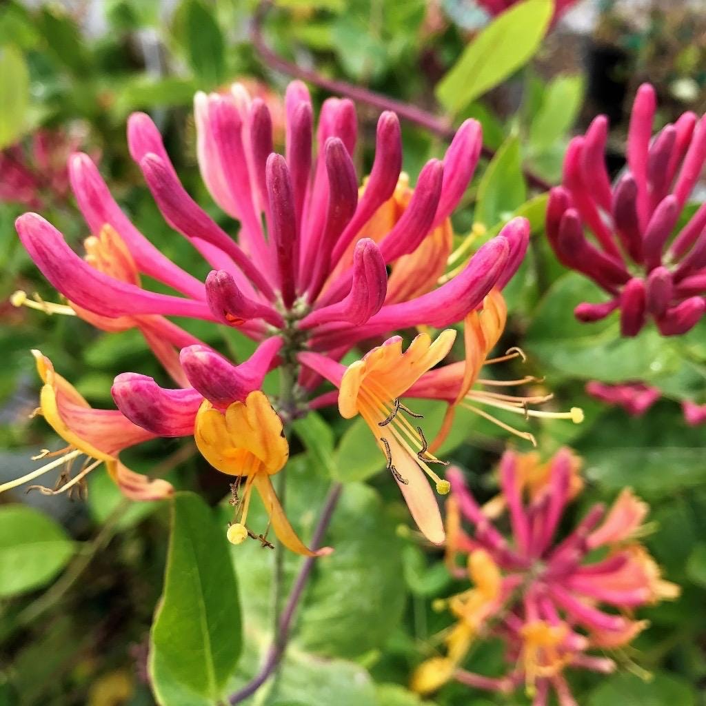 Lonicera X Heckrottii ‘goldflame’ – Honeysuckle Vine - Etsy
