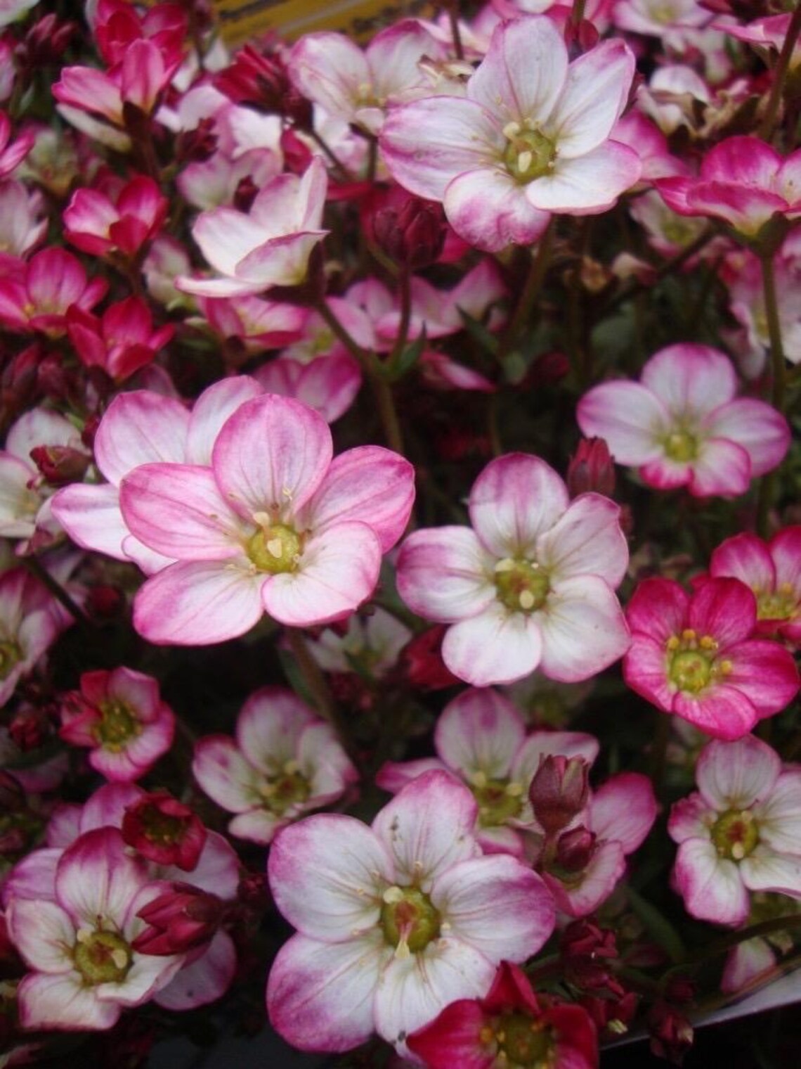 Saxifraga ‘alpino Early Picotee’ – Rockfoil - Etsy