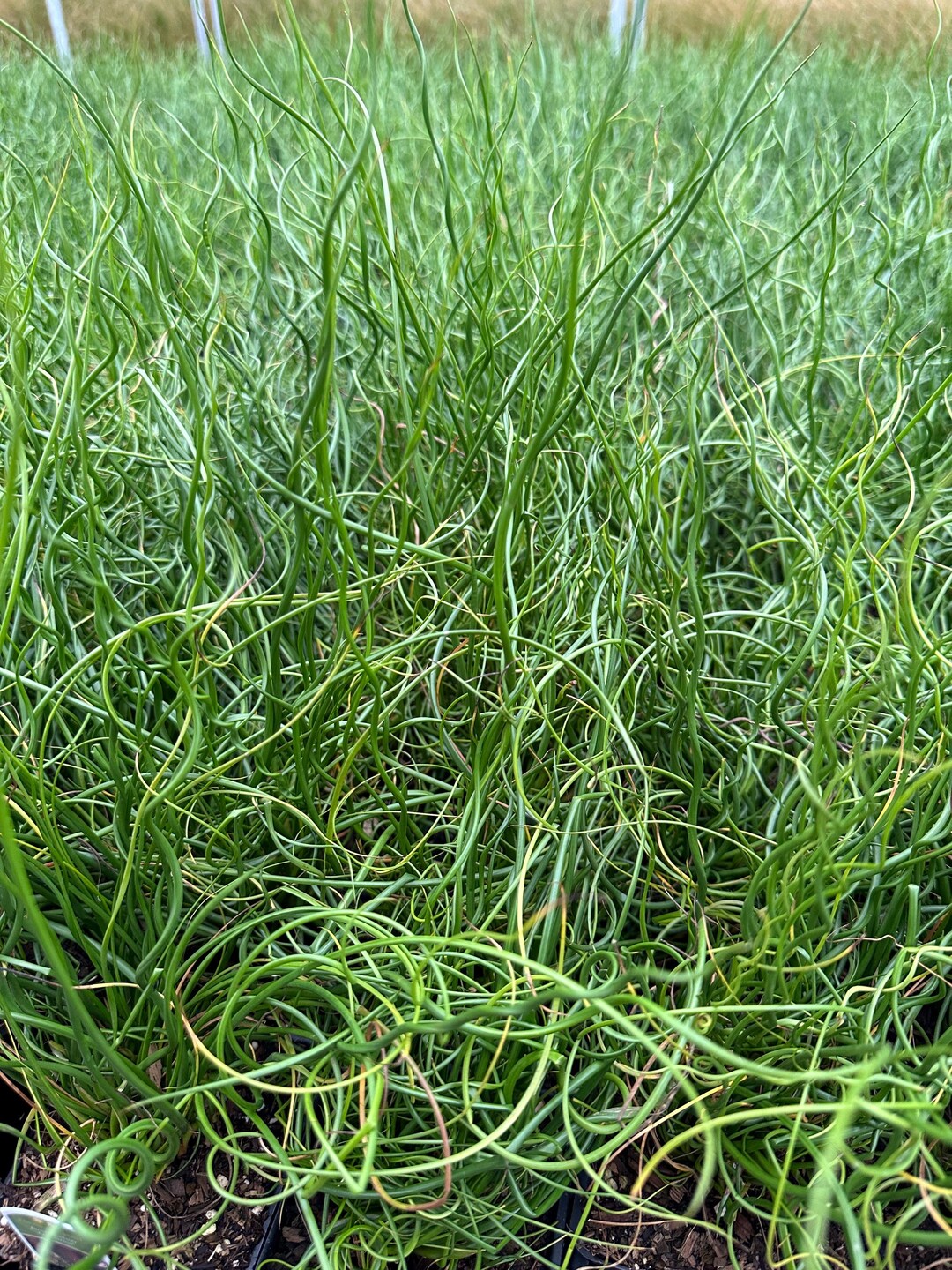 Juncus Effusus ‘twister’ – Corkscrew Rush - Etsy