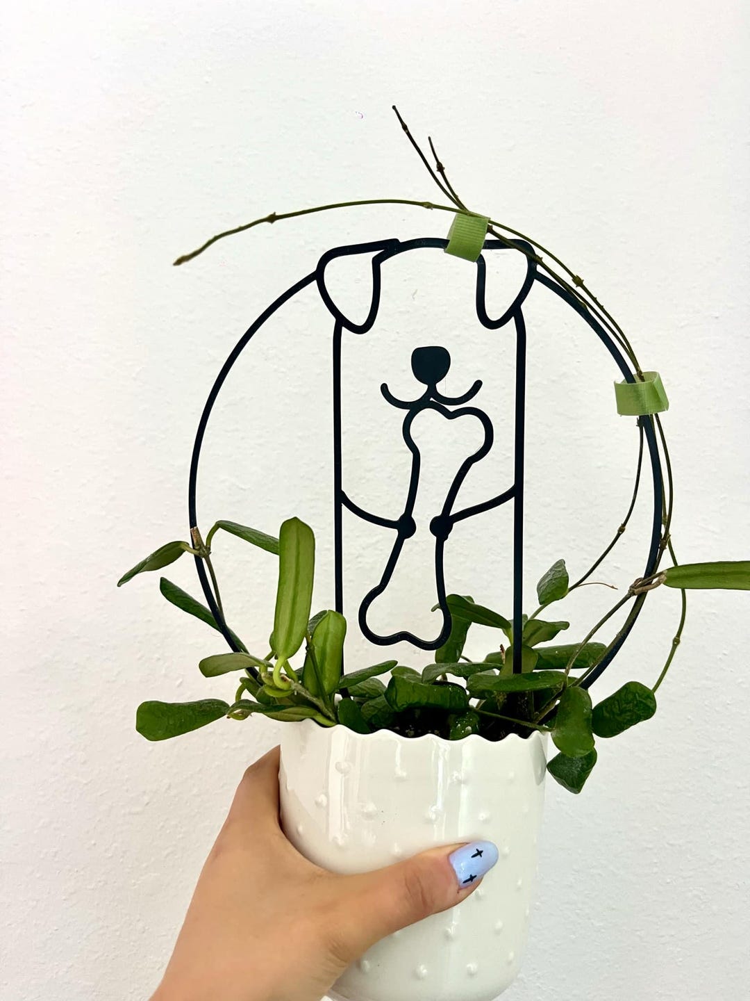 Handmade Plant Trellis - Dog Days - for Hoyas, Philodendrons, and Other ...