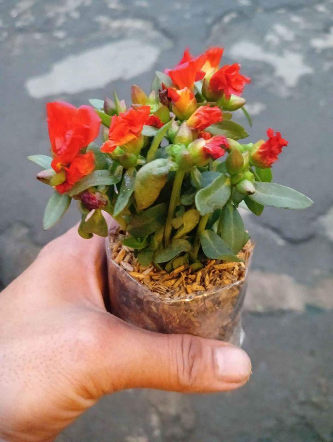 Portulaca MIX COLOR Live Plant With Phyto Gift - Etsy