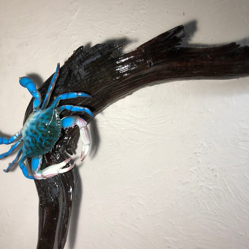 Taxidermy Blue Crab on Driftwood Wall Hanging Mount 25 X 15 - Etsy