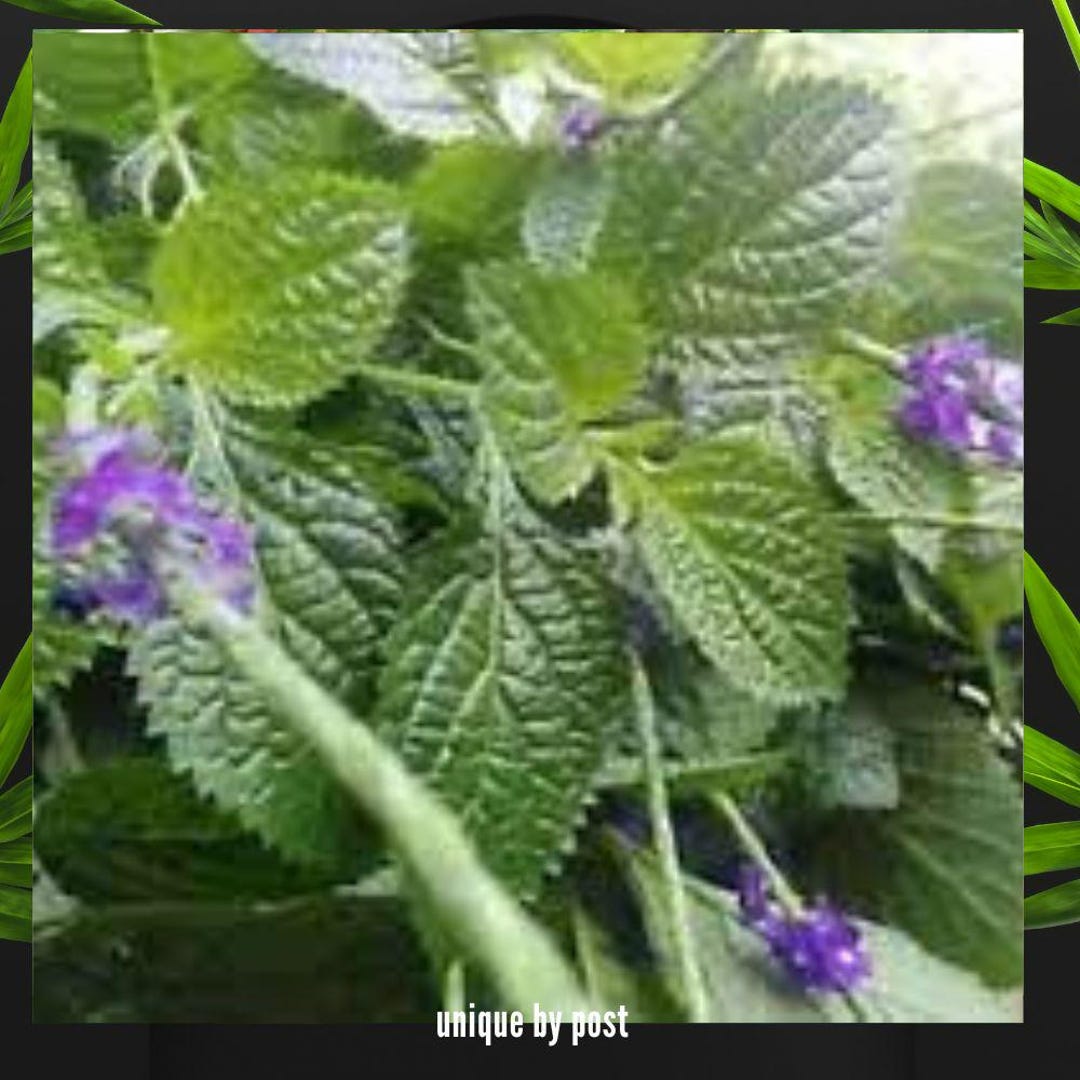 Organic Dried Vervain verbena Leaves Jamaican Blue Vervain Herbal Tea ...