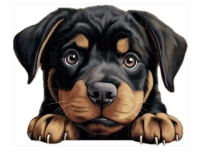 Rottie Rottweiler Dog DTF Heat Transfer Vibrant Colors 11” Adult Ready ...