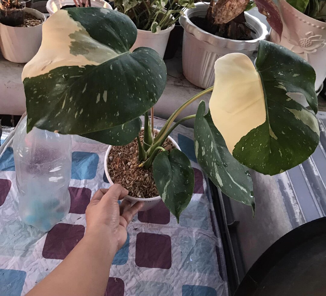 Monstera Thaicons for Sale Tissue Culture Plant Free Shipping - Etsy