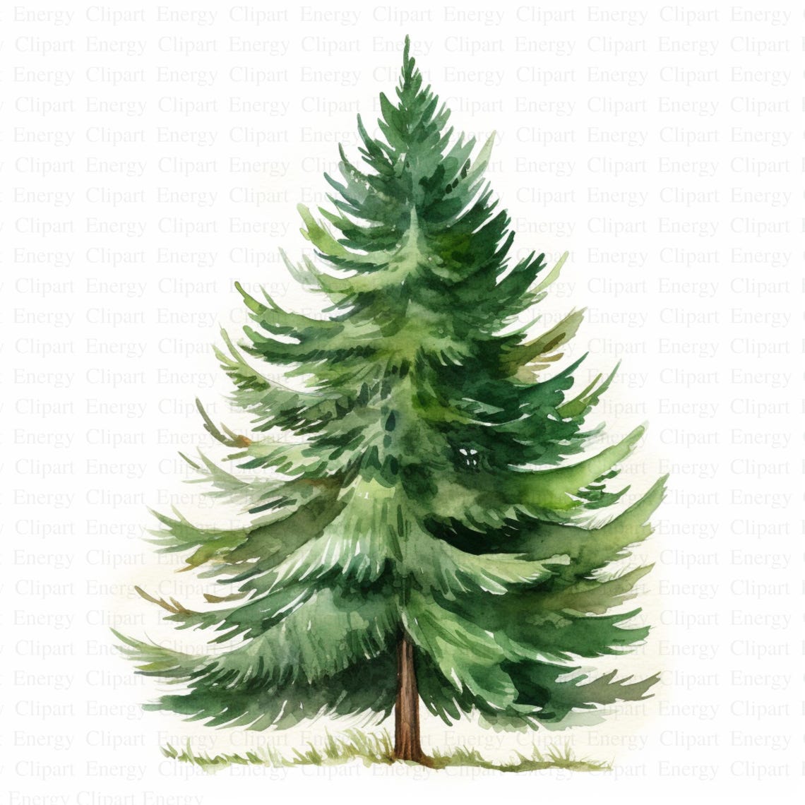Fir Trees Clipart | 5 High Quality Jpgs | Botanical Art | Fir Tree ...
